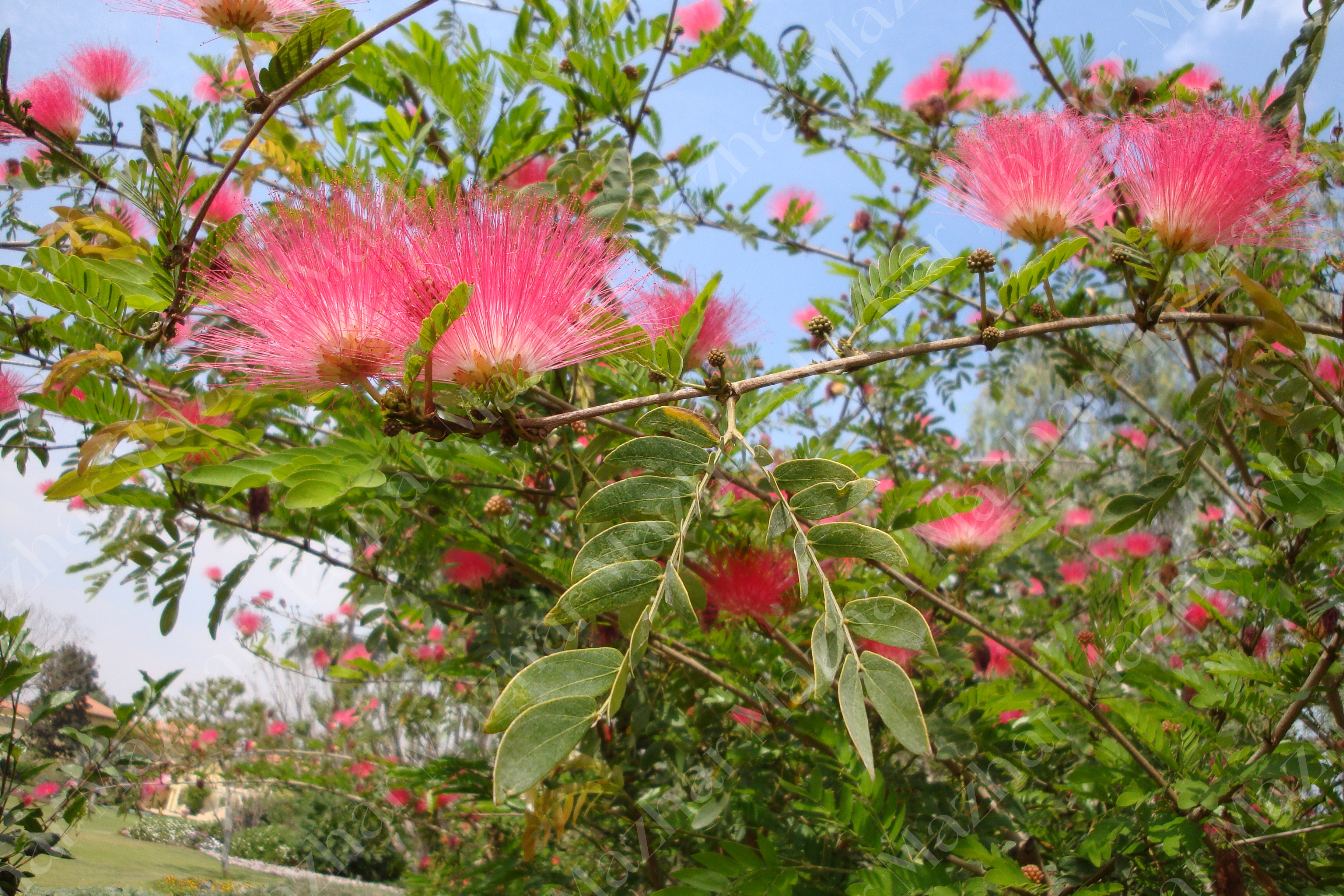 Calliandra haematocephala - Mazhar Botanic Garden