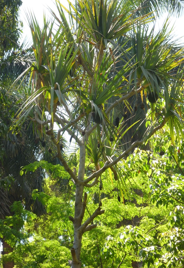 Pandanus utilis - Mazhar Botanic Garden