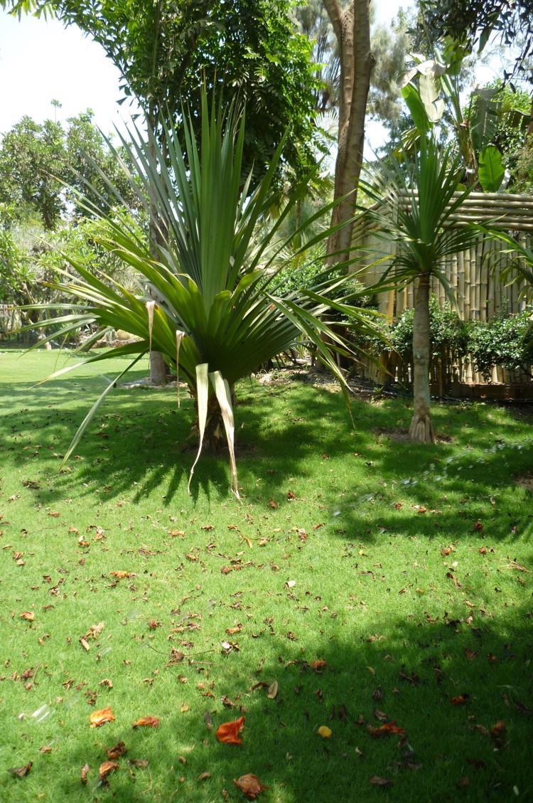 Pandanus utilis - Mazhar Botanic Garden
