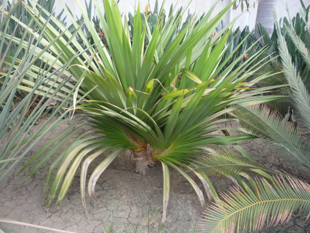 Pandanus utilis - Mazhar Botanic Garden