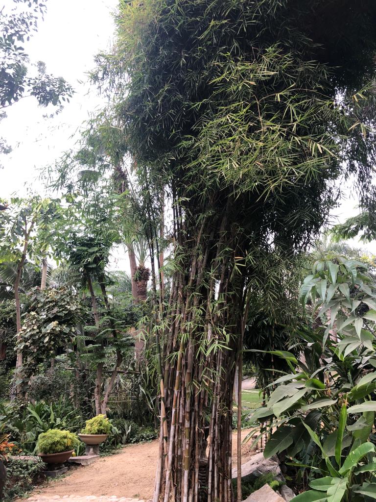 Thyrsostachys siamensis - Mazhar Botanic Garden