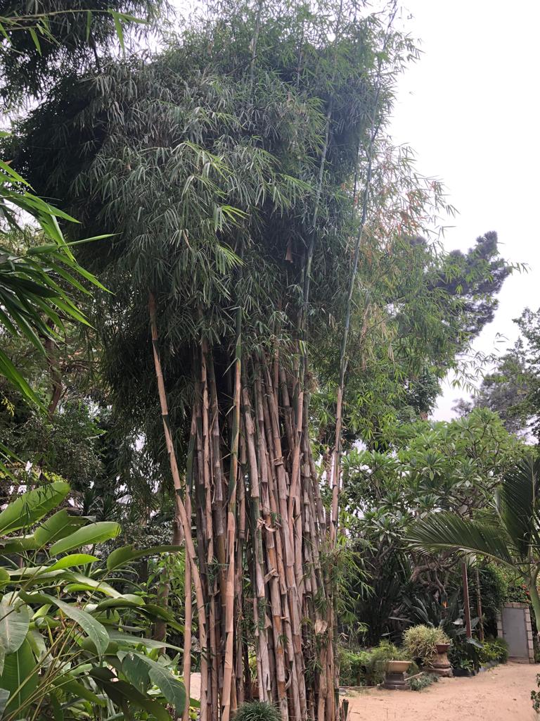 Thyrsostachys siamensis - Mazhar Botanic Garden