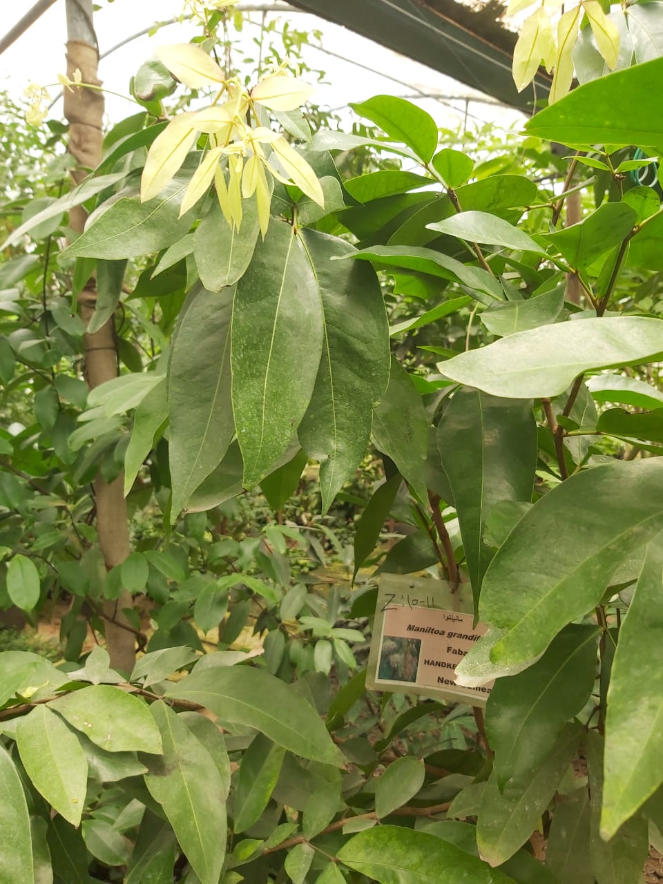 Maniltoa grandiflora - Mazhar Botanic Garden